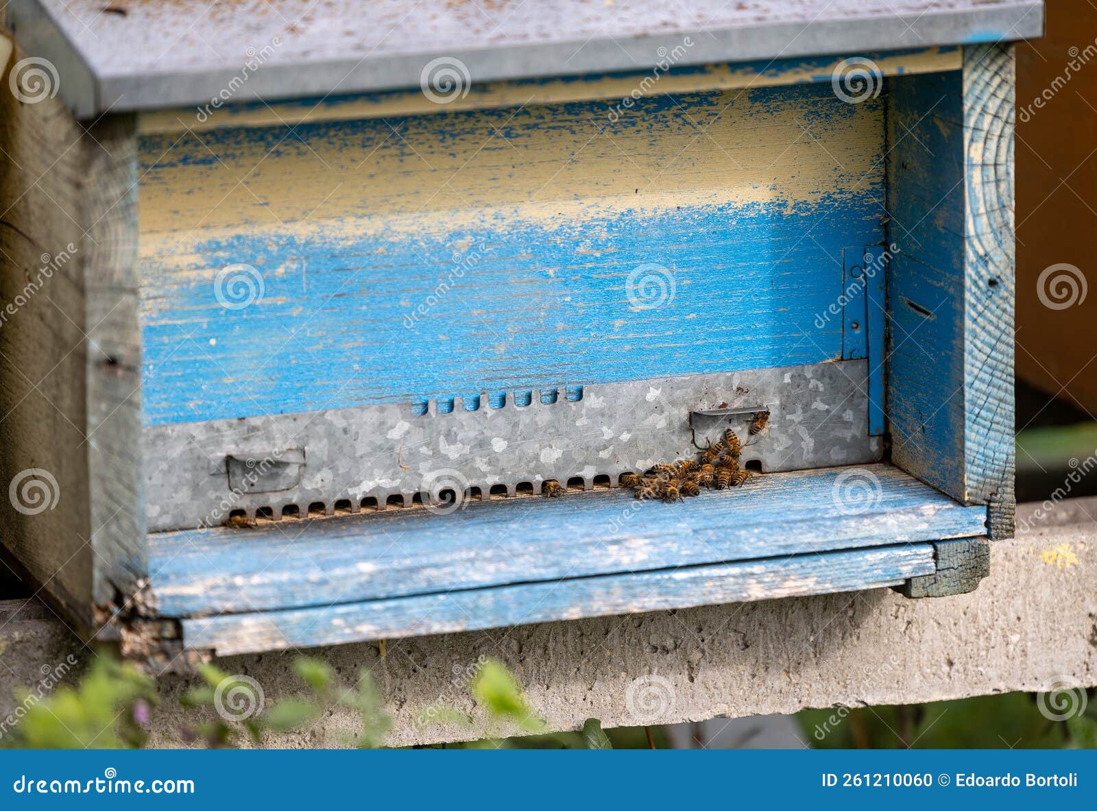 Bees Working Inside a Hive for the Production of Honey Stock Photo ...