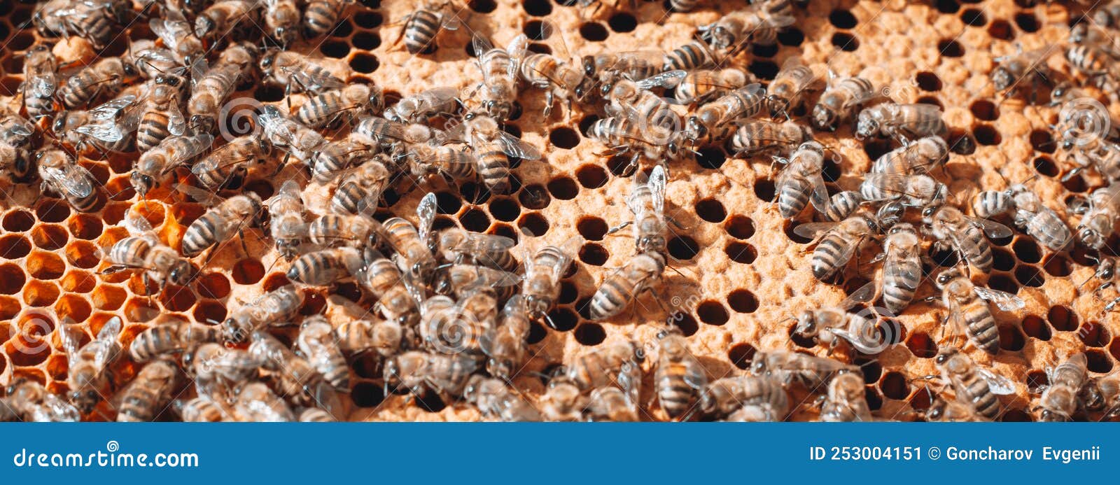 Bees Are Working On Laying Propolis In Hive. Honey Bees Work In A Hive ... Bees Are Working On Laying Propolis In Hive. Honey Bees Work In A Hive ...