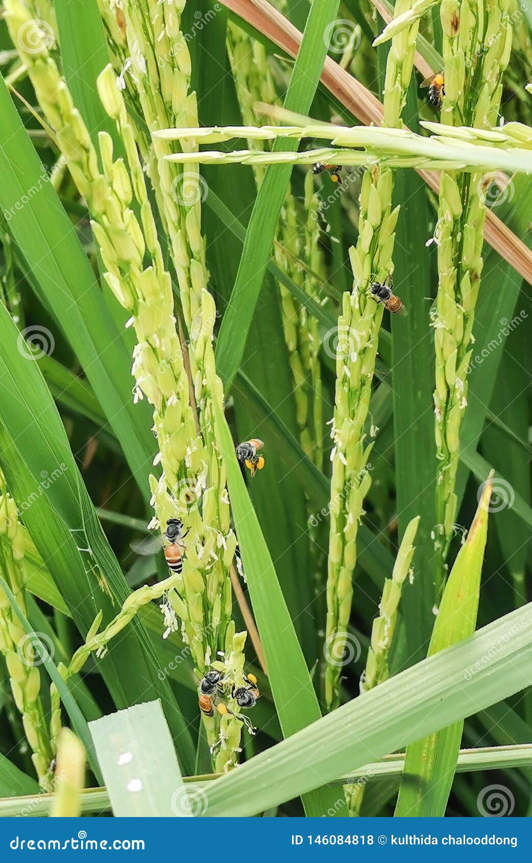 Bees are Working in the Paddy Field Stock Photo - Image of field, bees ...