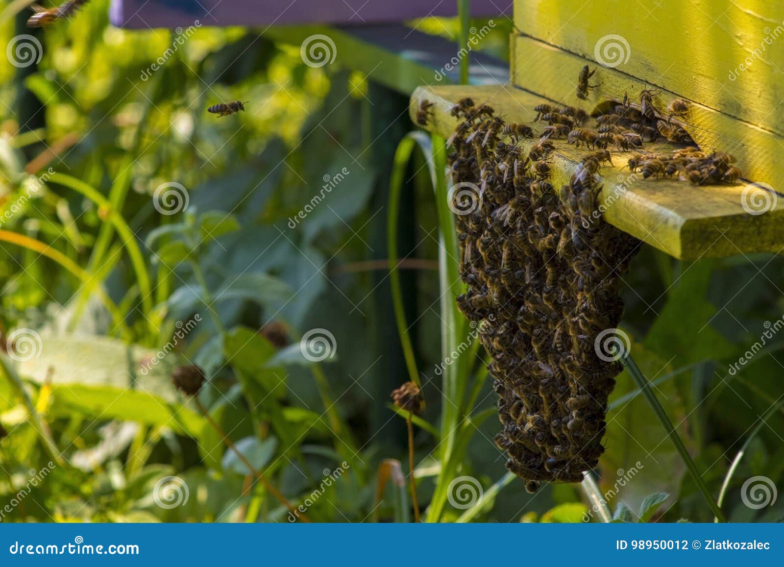 Bees in beehive stock photo. Image of nature, hive, apiary - 98950012