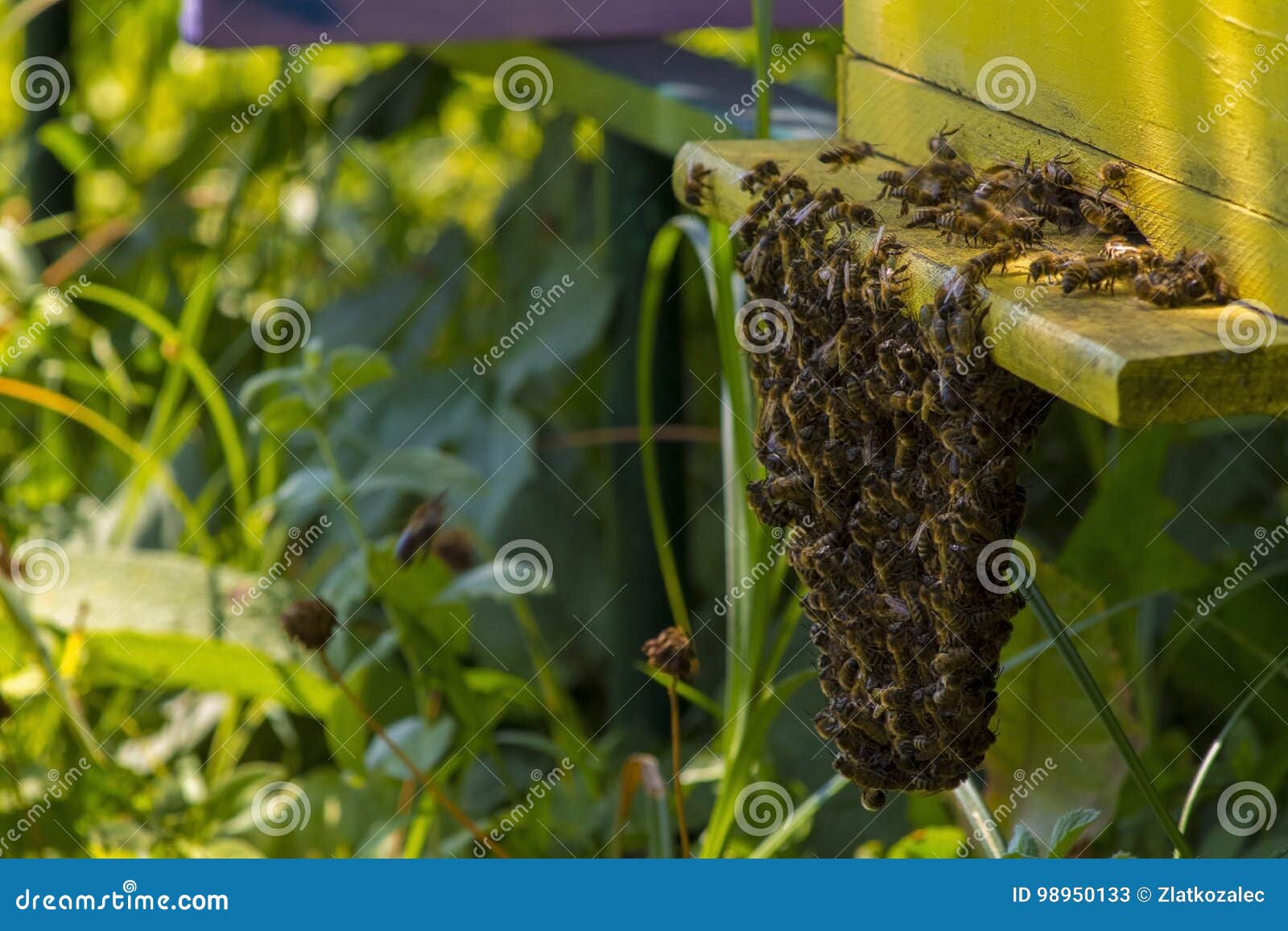 Bees in beehive stock image. Image of detail, honeycomb - 98950133