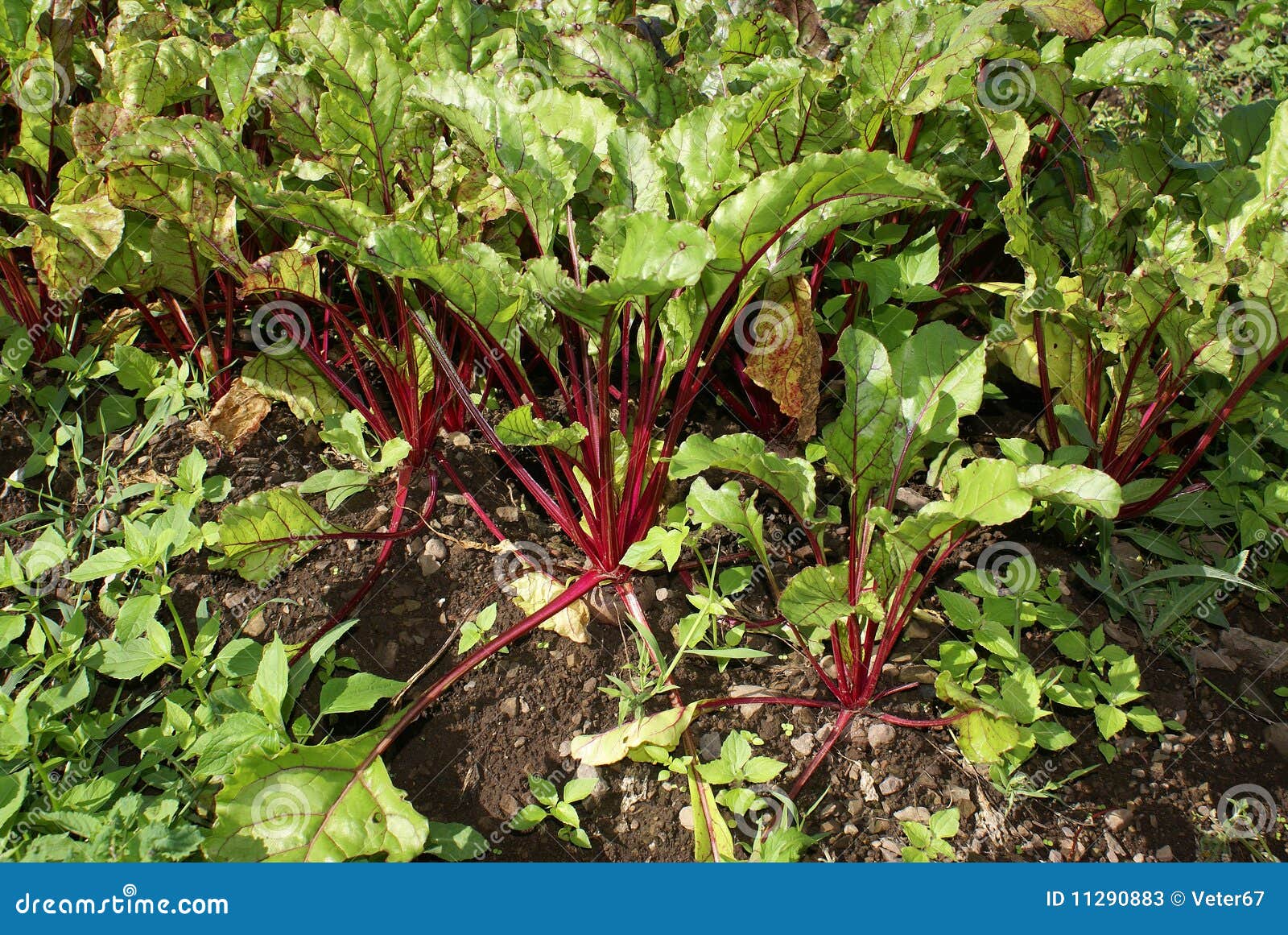 Beet stock image. Image of tops, vegetarian, autumn, vitamin - 11290883
