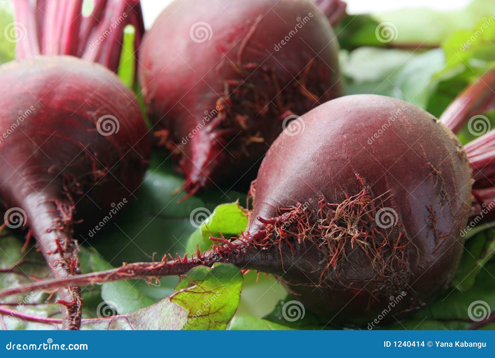 Beet. stock photo. Image of eating, fresh, harvest, beet - 1240414