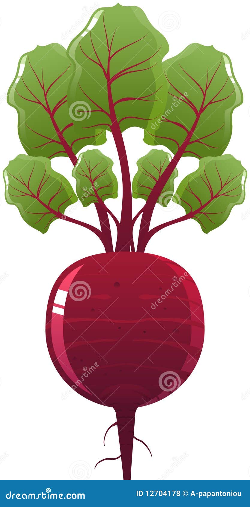 Beet stock vector. Illustration of vegetable, vector - 12704178