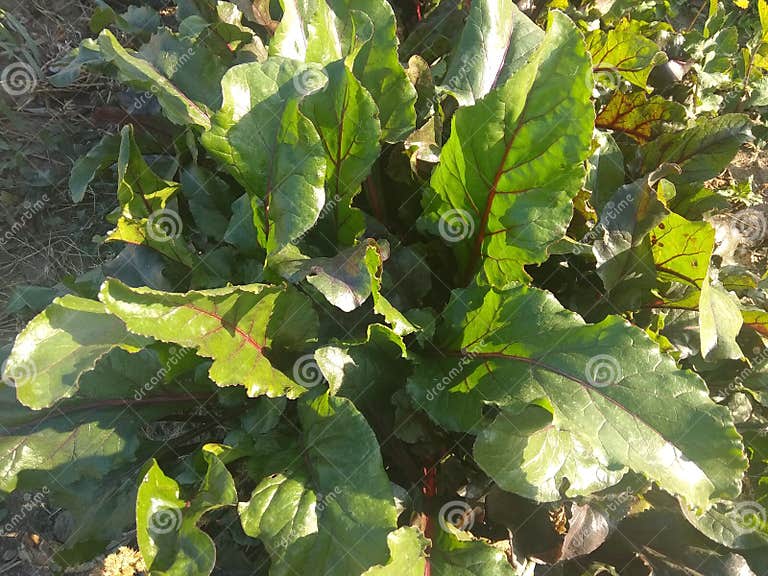 Beet stock photo. Image of nature, beet, plant, vegetables - 133426744
