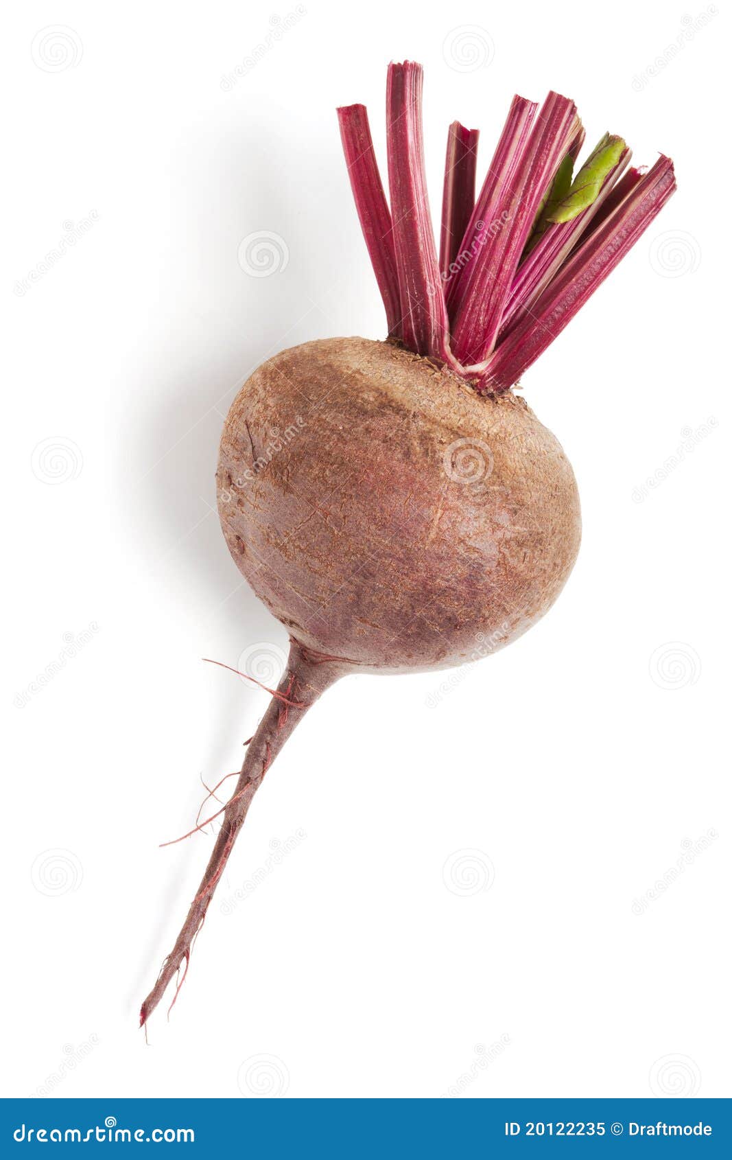 Beet stock image. Image of freshness, plant, food, vegetarian - 20122235