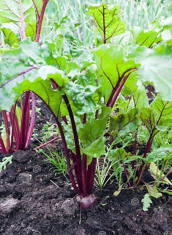 Beet stock photo. Image of clouds, earth, garden, dirt - 20237362