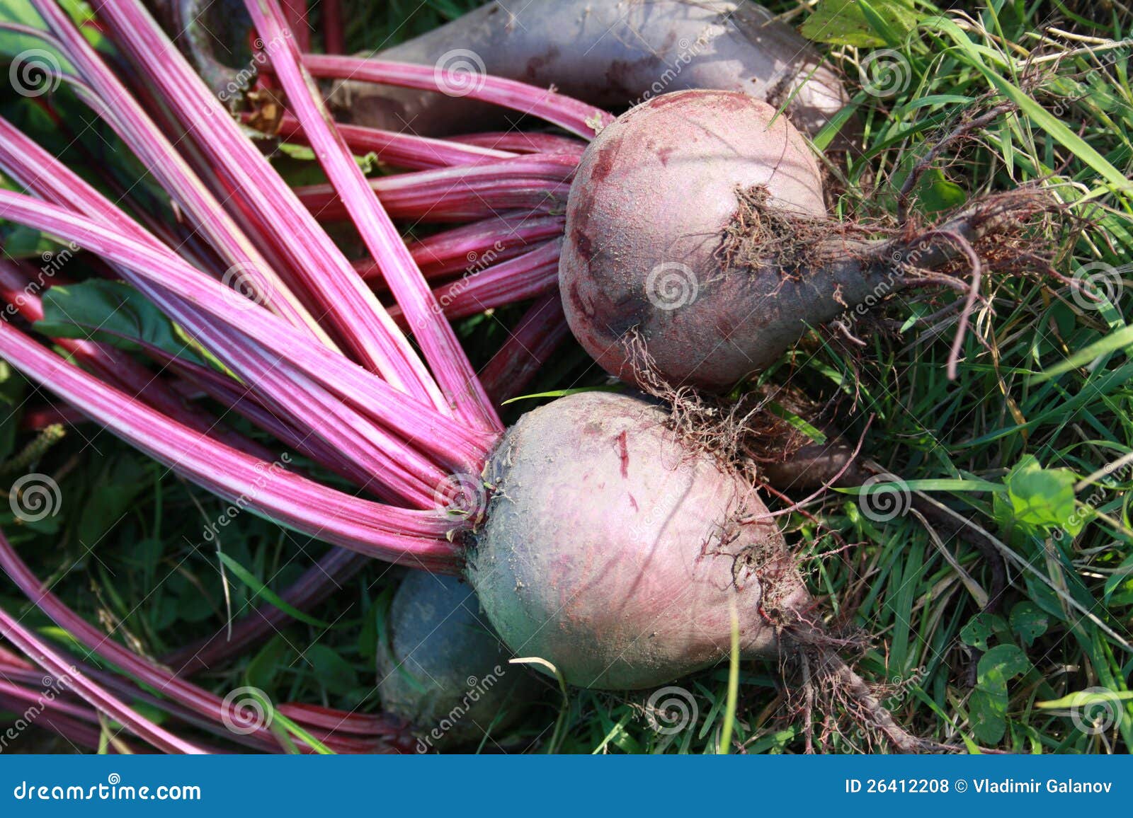 Beet stock photo. Image of beet, green, vegetable, root - 26412208