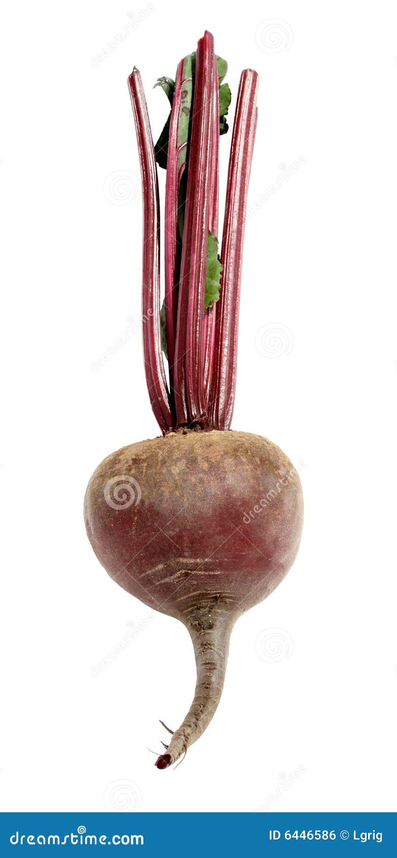 Beet stock photo. Image of antioxidant, healthy, organic - 6446586