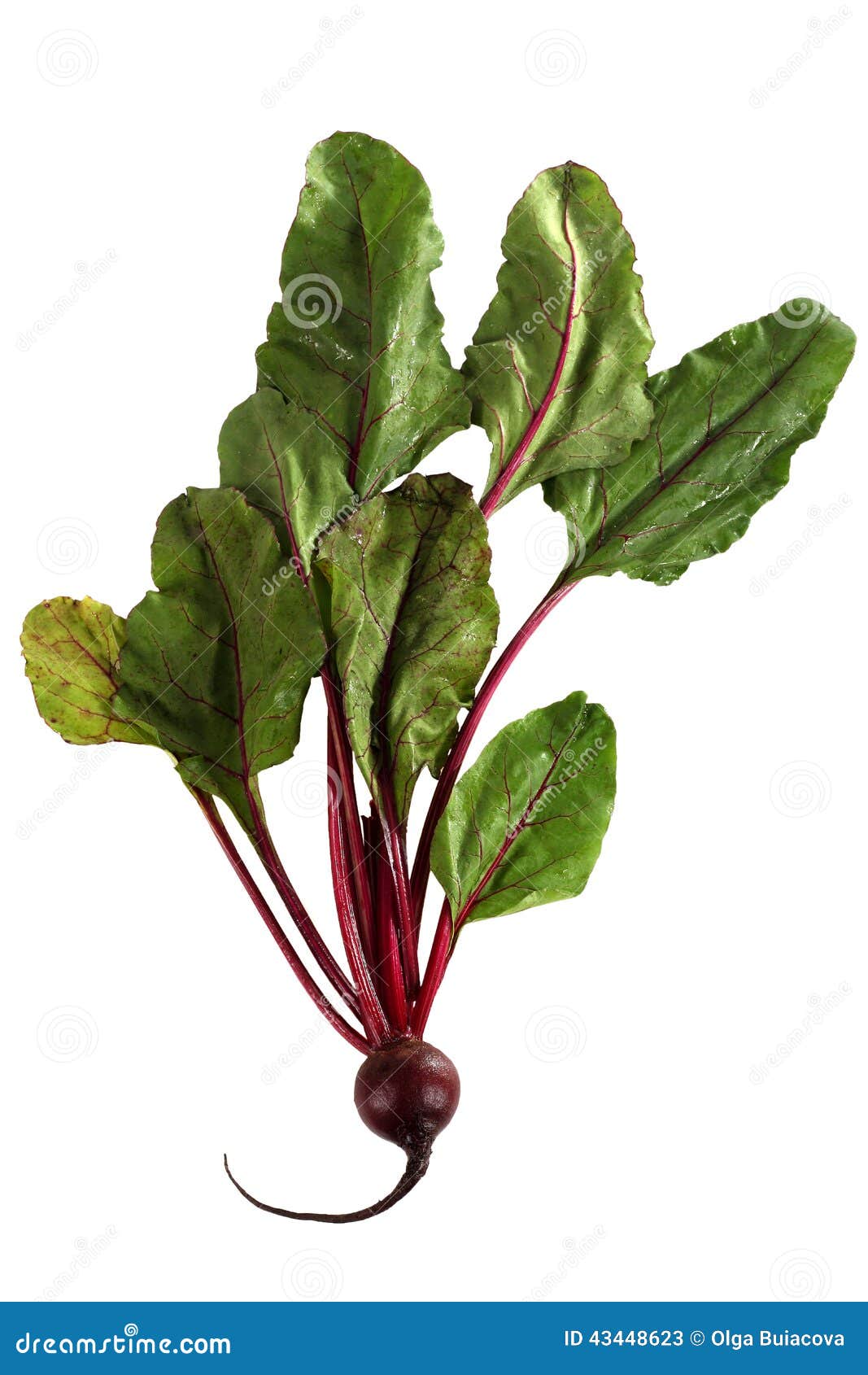 Beet, Beetroot with Leaves Isolated on White Stock Image - Image of ...