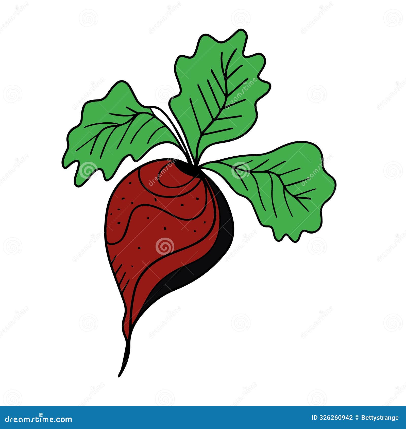Beet, Beetroot. Radish. Vector. Outline Drawing Of A Vegetable On A ...