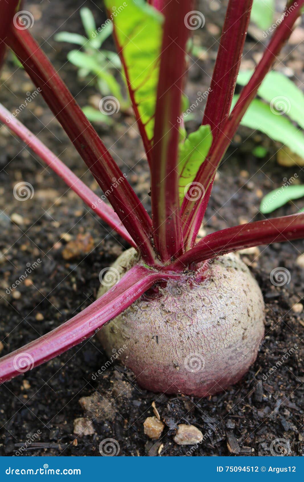 Beet Beta stock photo. Image of materials, beet, earth - 75094512