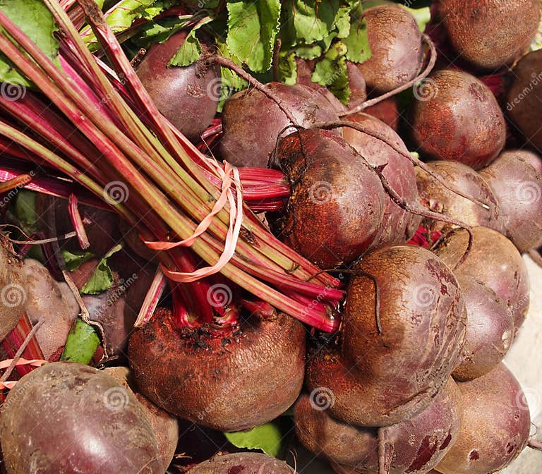 Beet Bunch stock image. Image of nutrition, food, vibrant - 26483325