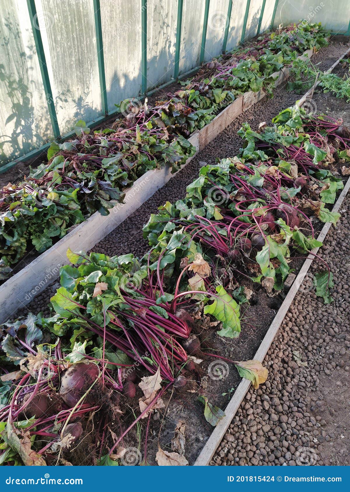 Beet crop stock photo. Image of organic, backyard, grow - 201815424