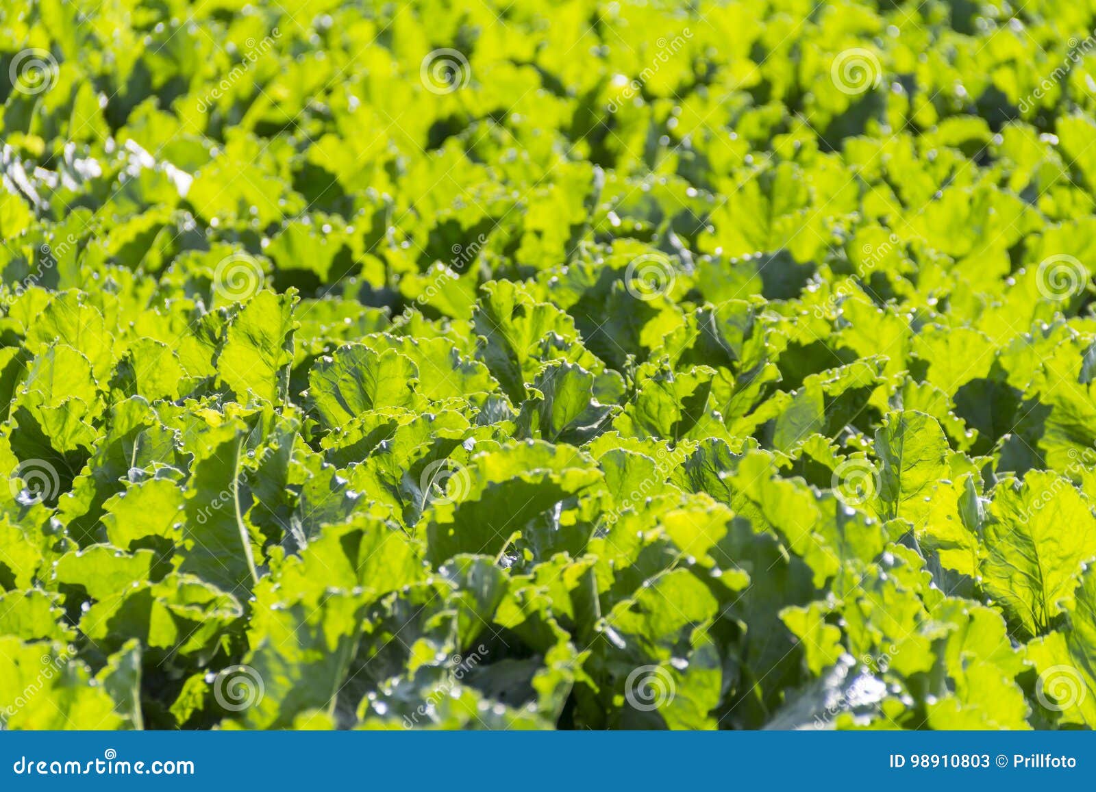 Beet field closeup stock image. Image of plant, farming - 98910803