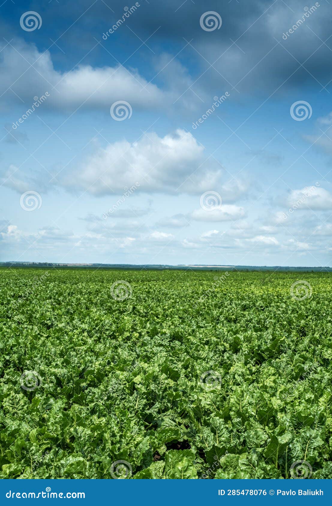Fresh Green Leaves in Beet Field and Beautiful Sky Stock Photo - Image ...