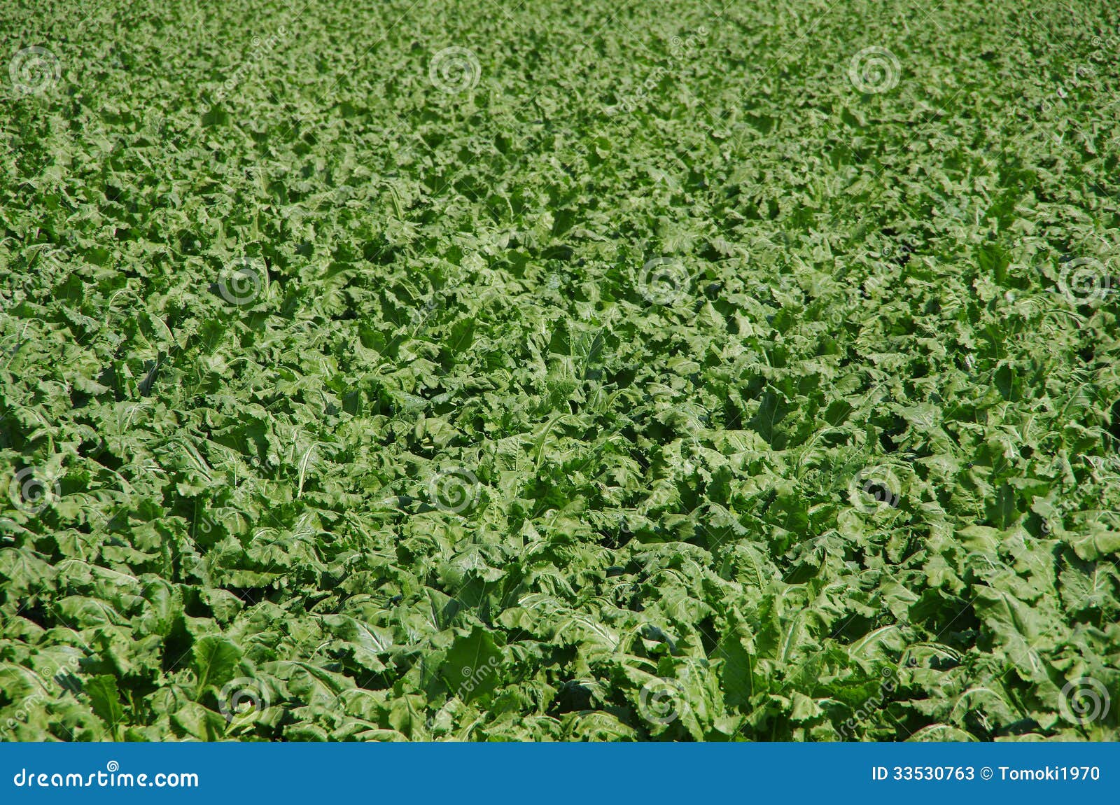 Beet fields stock image. Image of crops, sugar, beet - 33530763