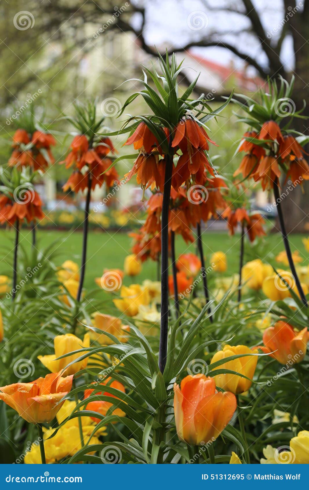 Beet flowers stock image. Image of city, architecture - 51312695