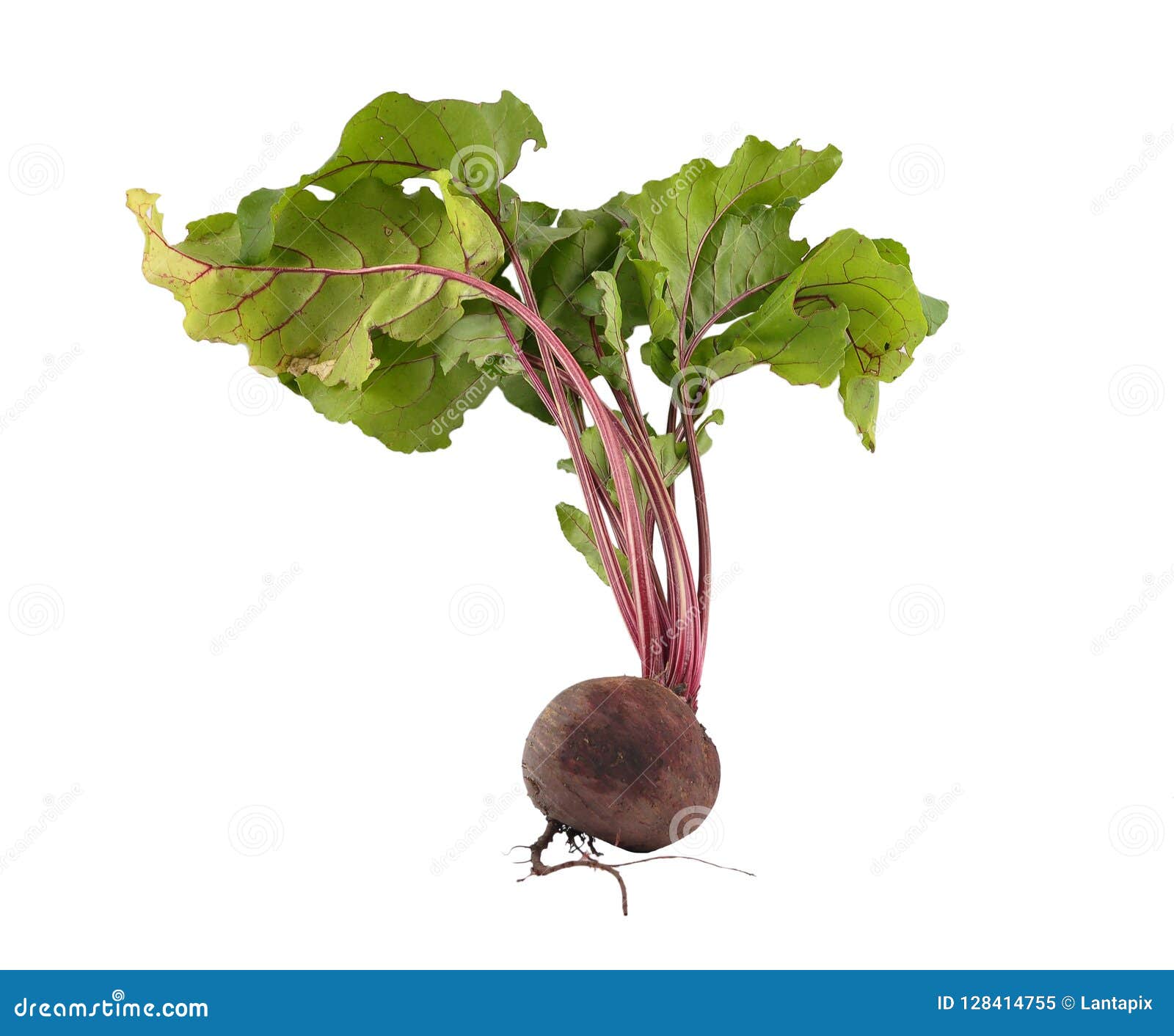Beet Fruit on White Background Stock Image - Image of healthy, beet ...