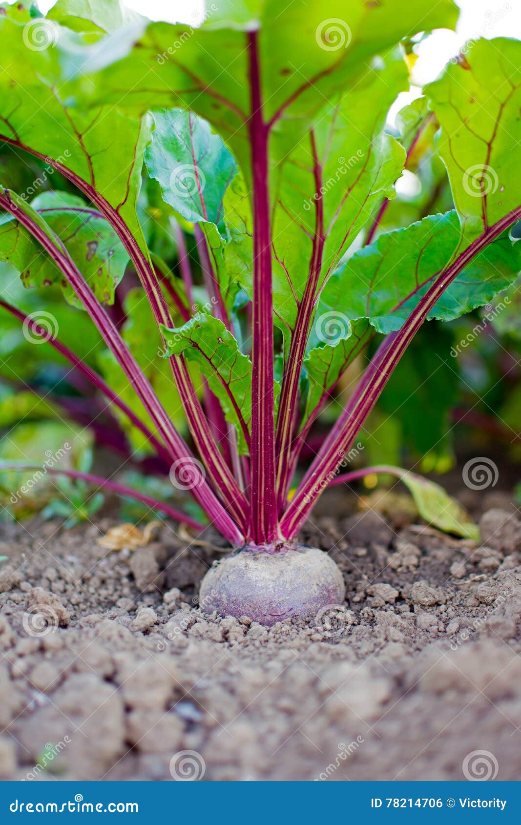 Beet in the Ground Close Up. Beetroot in the Vegetable Garden. Stock ...