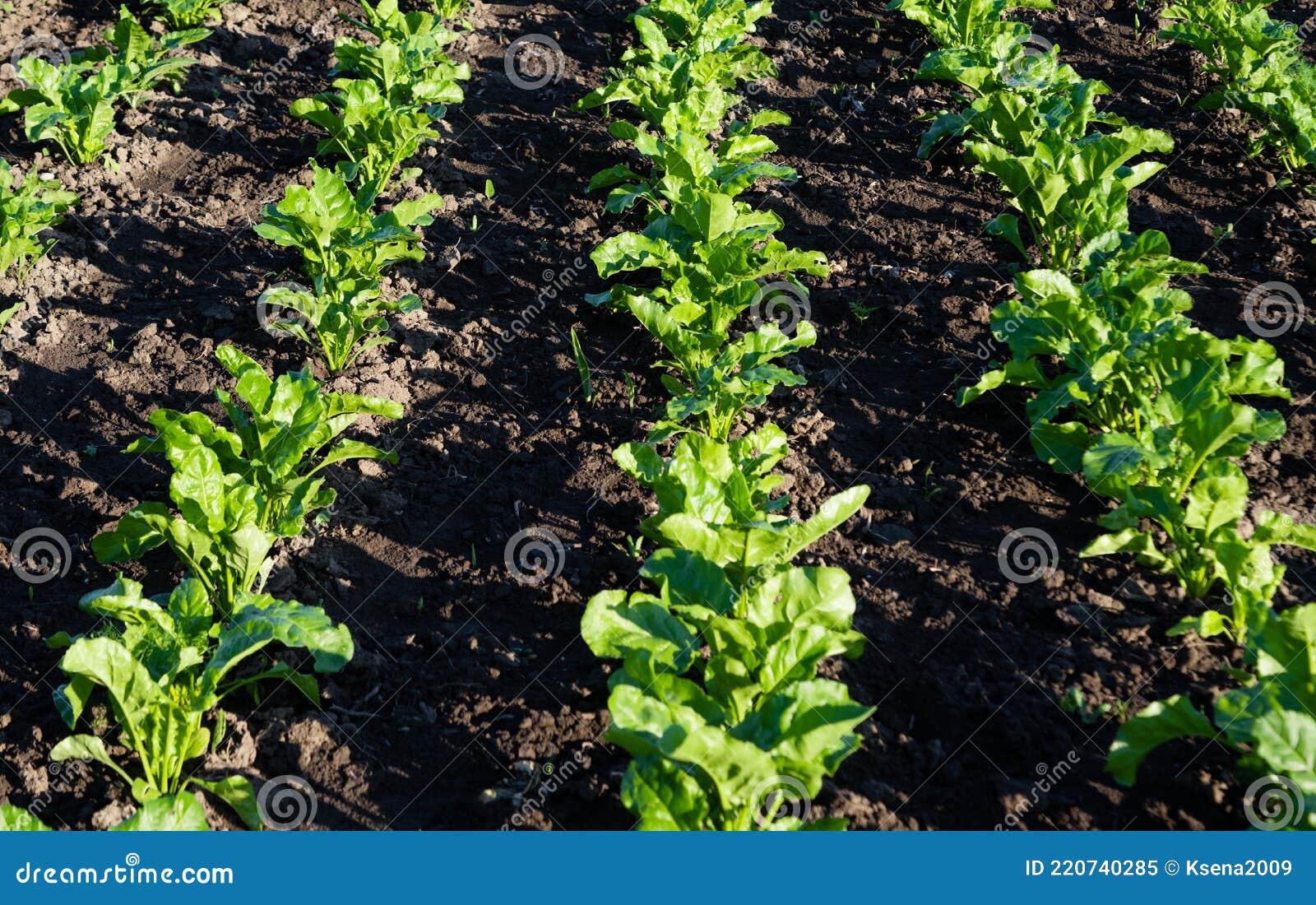 Beet growing on a farm stock image. Image of nature - 220740285
