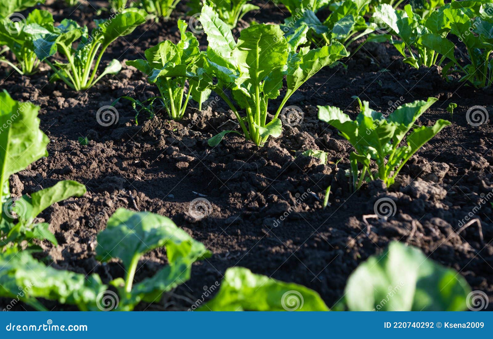 Beet growing on a farm stock photo. Image of garden - 220740292