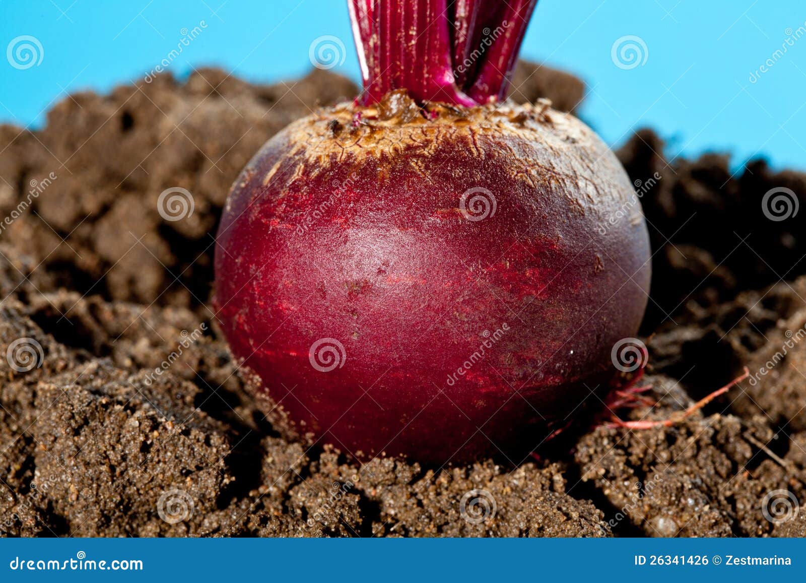 Beet growing in soil stock photo. Image of agricultural - 26341426