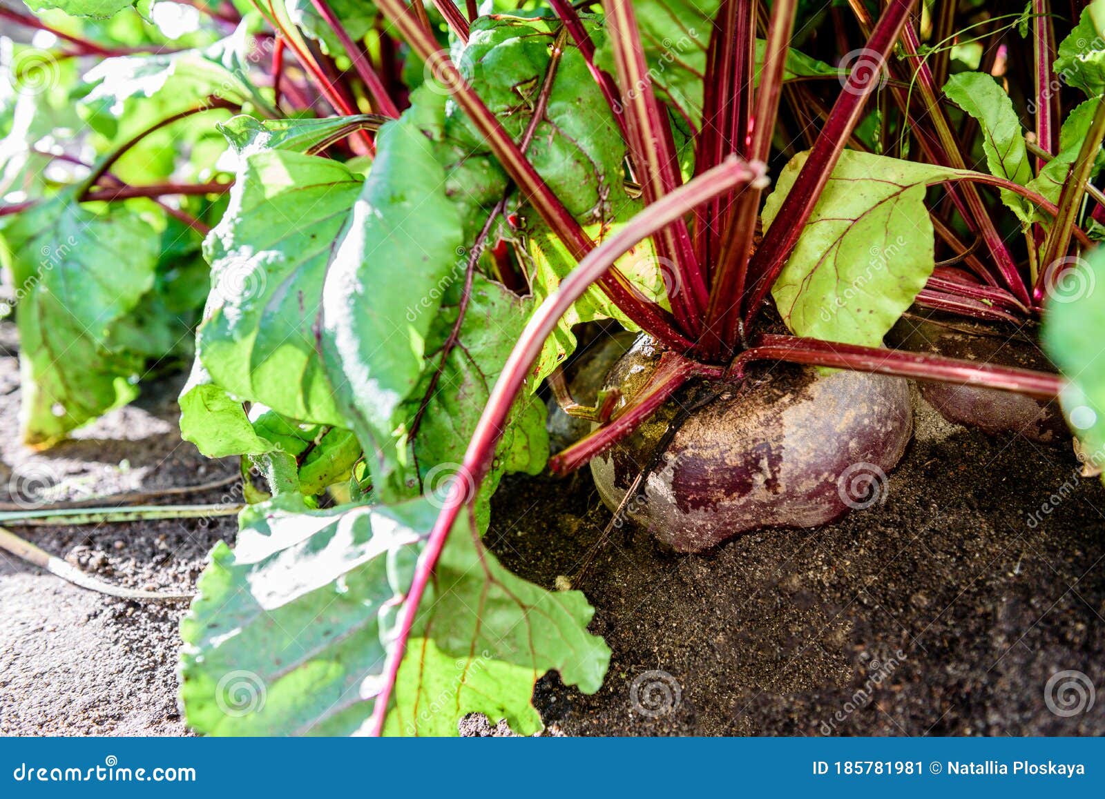 Beet Growing in Spring Garden Stock Image - Image of background ...