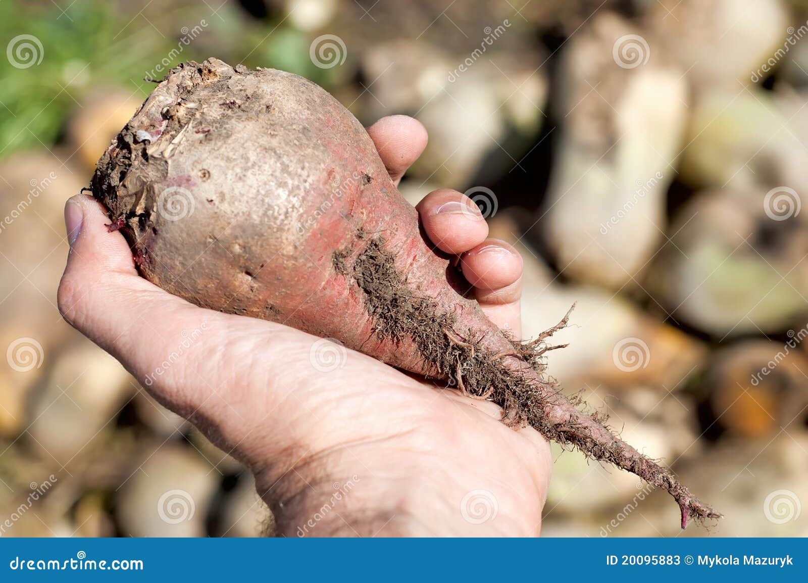 Beet in hand stock image. Image of beetroot, cook, gardening - 20095883