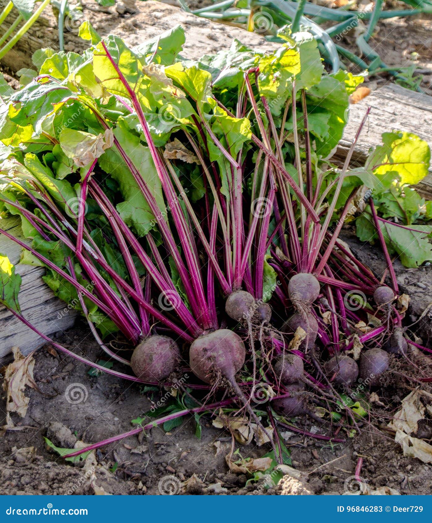 Beet Harvest from Garden stock image. Image of sunshine - 96846283