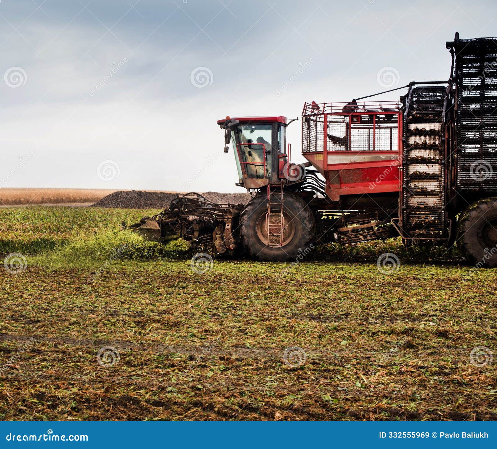 Beet Harvester with Belt Loading in the Process of Harvesting Stock ...