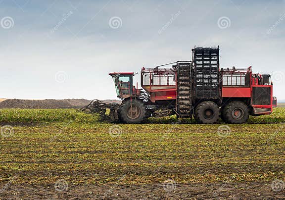 Beet Harvester with Escalator Loading in the Process of Harvesting ...