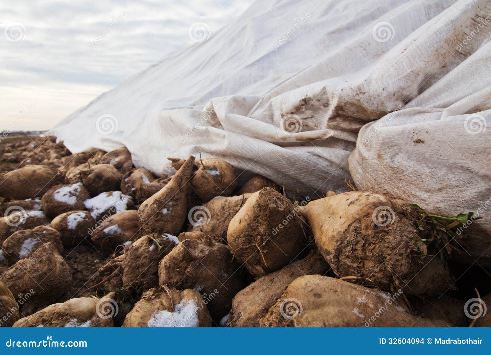 Beet heap stock photo. Image of farm, field, turnip, turnips - 32604094