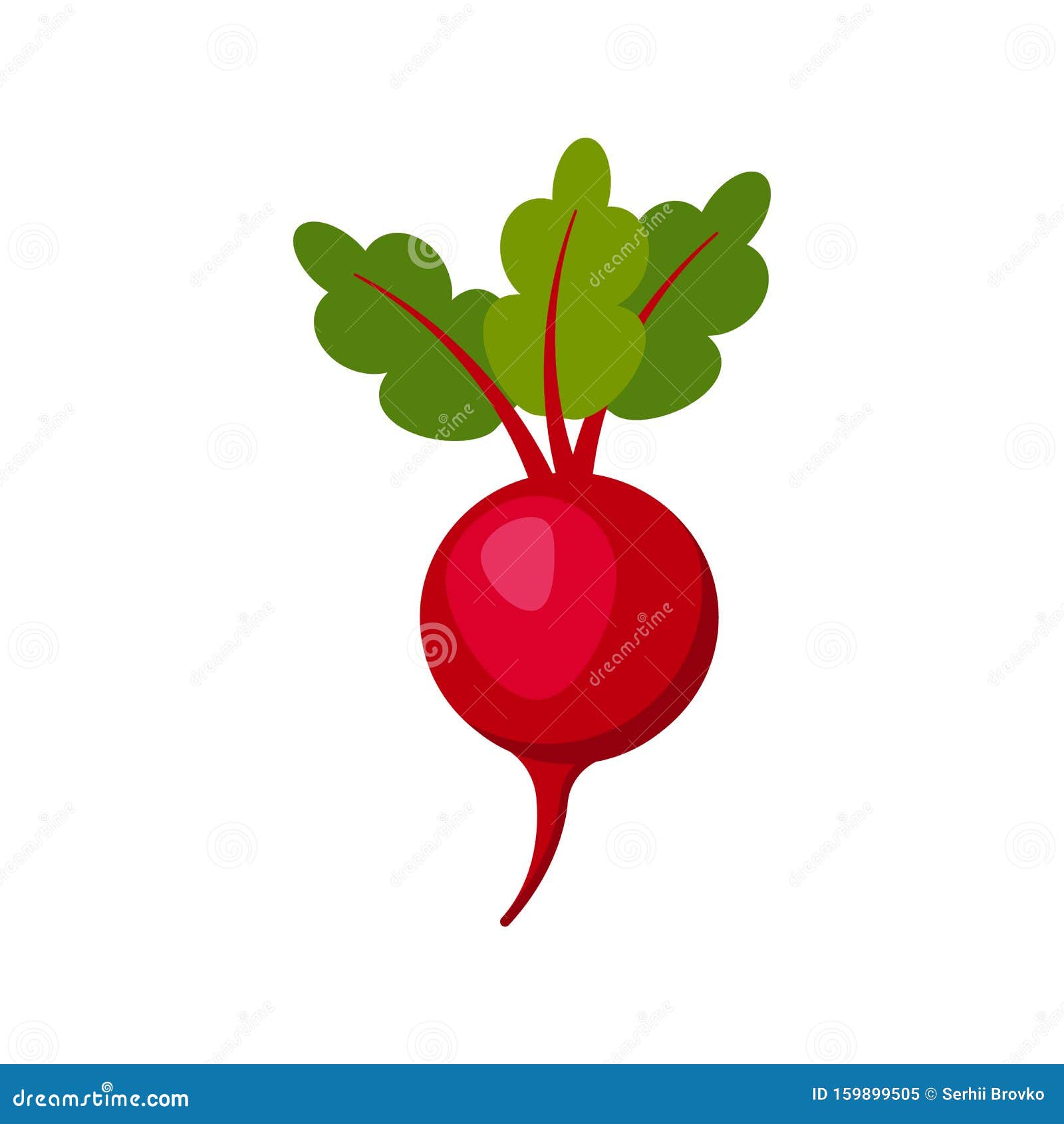 Beet Isolated On White Background. Eco Food. Vector Illustration ...