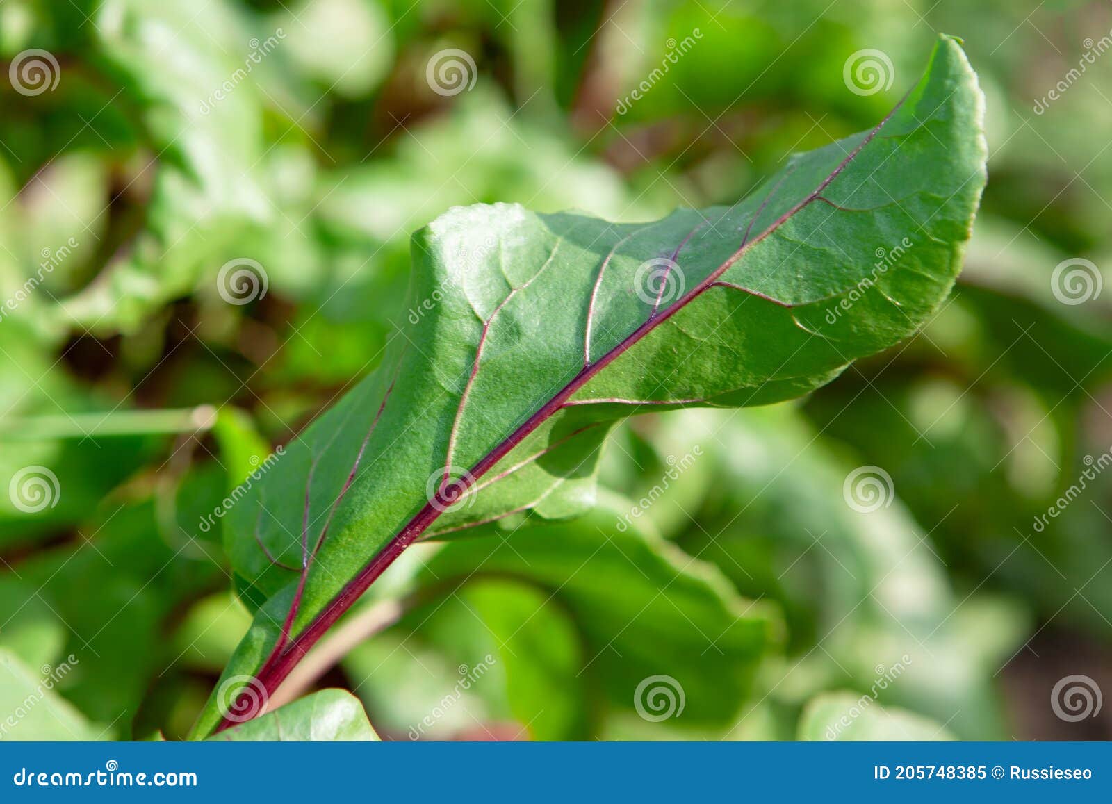 Beet leaf stock image. Image of growing, green, foliage - 205748385