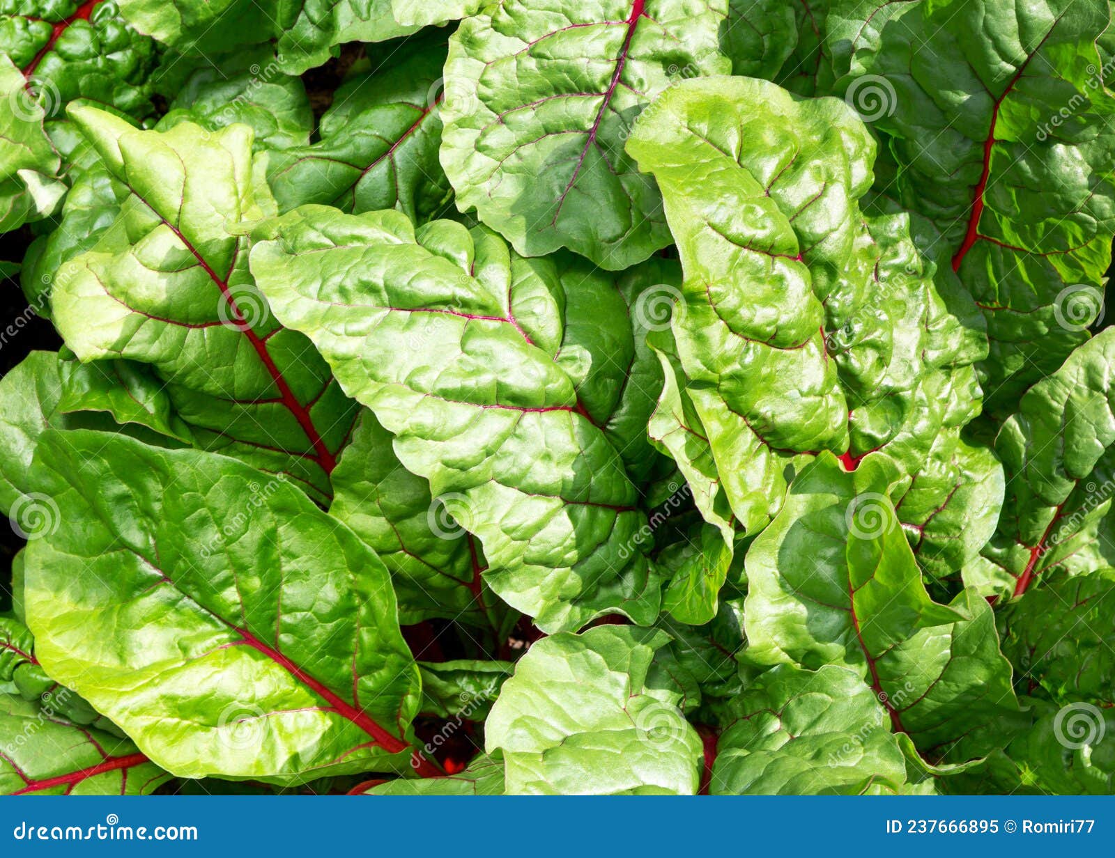 Beet leaf stock image. Image of plant, leaves, purple - 237666895