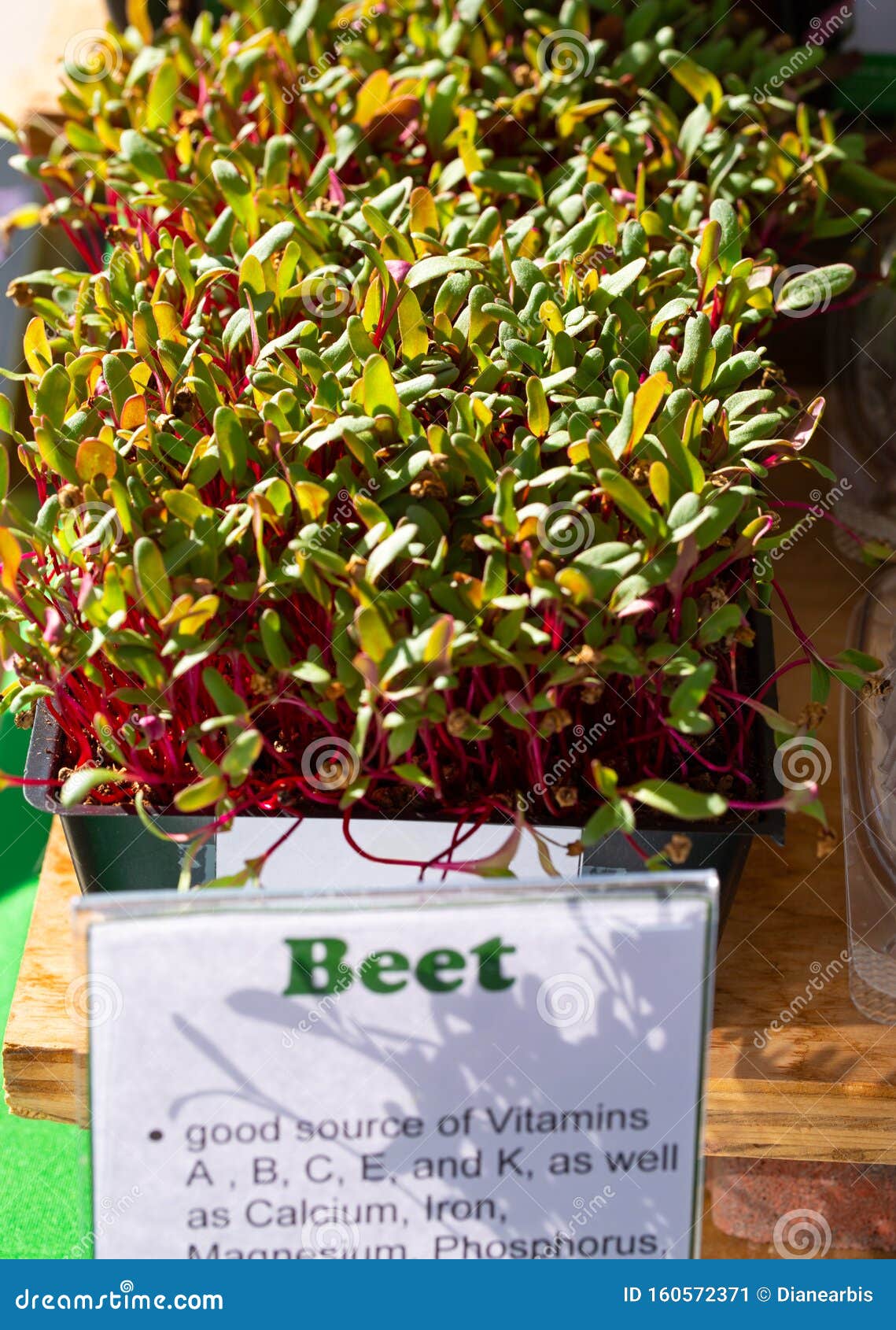 Beet Micro Greens at a Local Market Stock Image - Image of vitamin ...