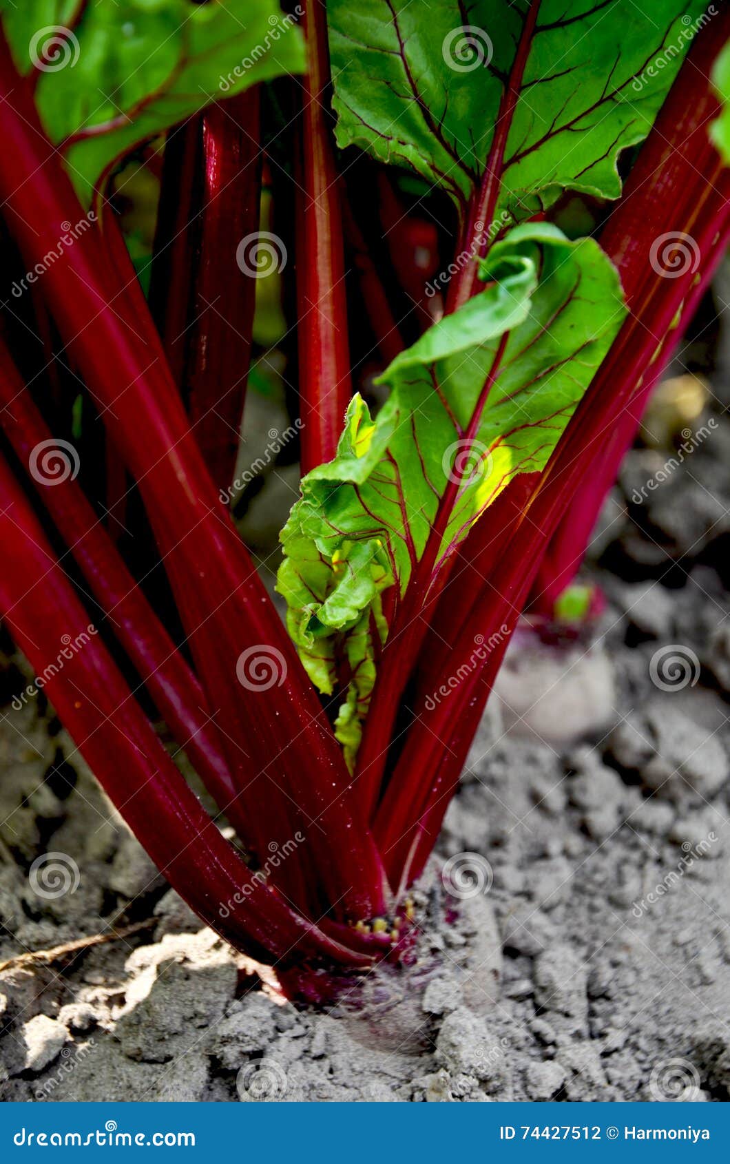 Beet. stock photo. Image of cooking, harvests, vegetable - 74427512