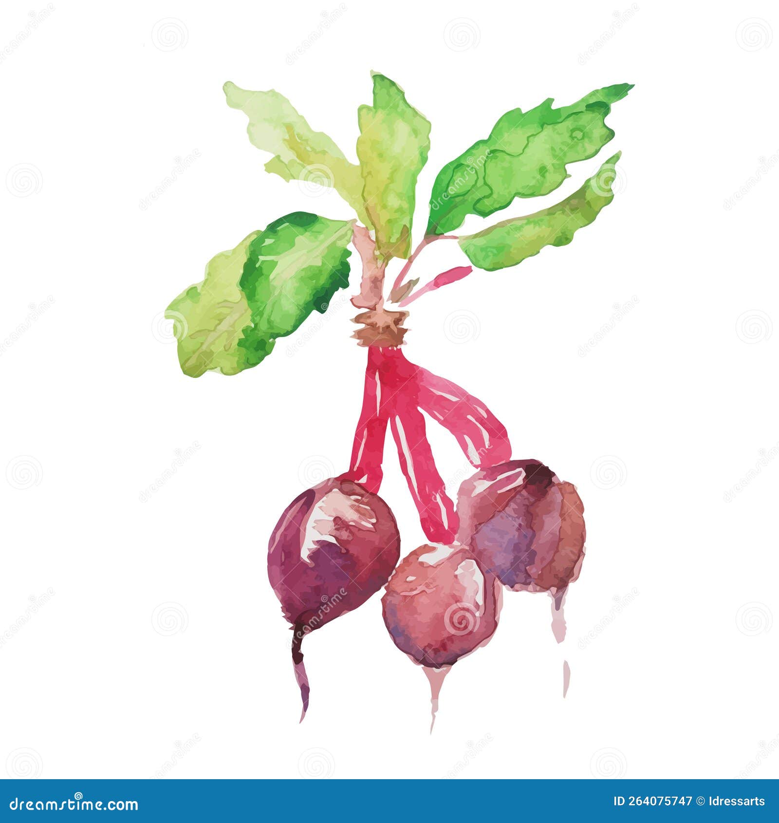 Beet Painted with Watercolors on White Background. Stock Vector ...