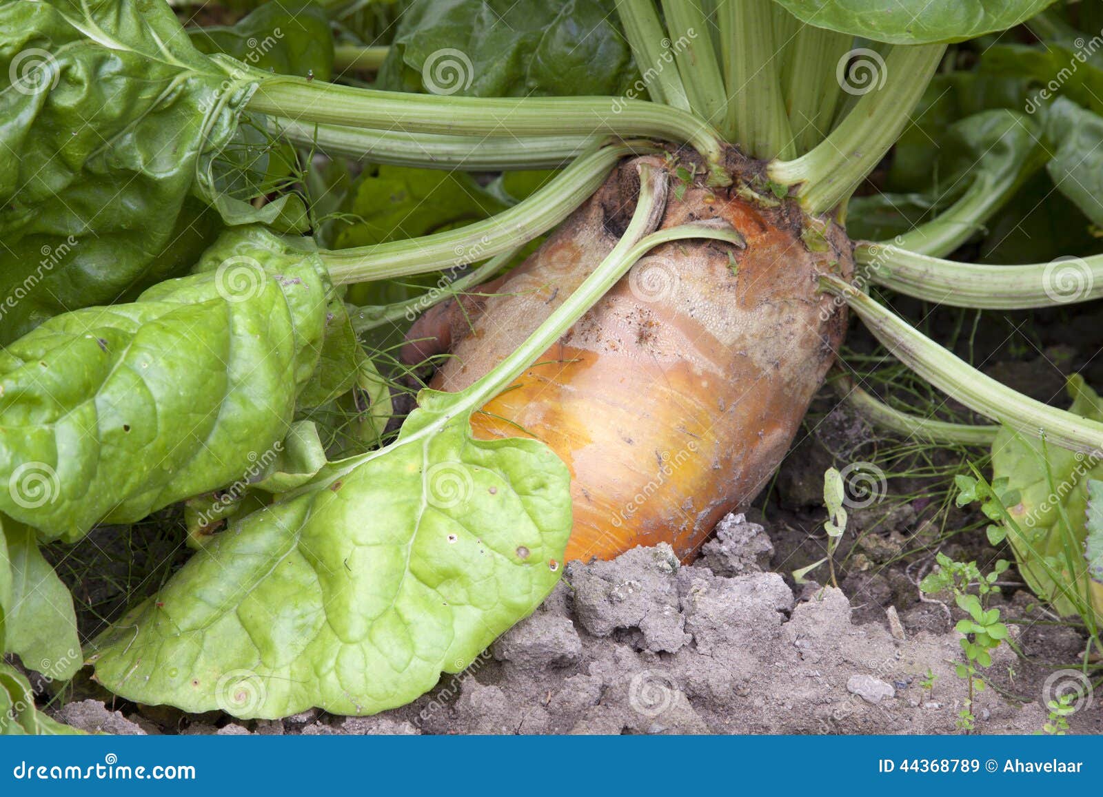 Beet plant in garden stock image. Image of nature, crop - 44368789