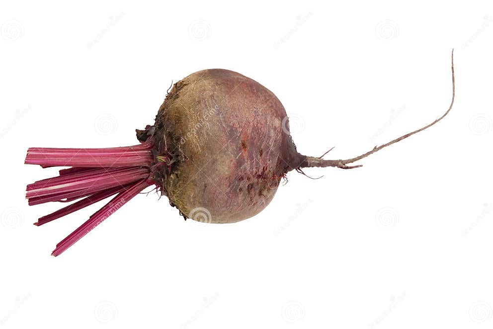 Beet - root. stock photo. Image of farm, root, ripe, garden - 10936976