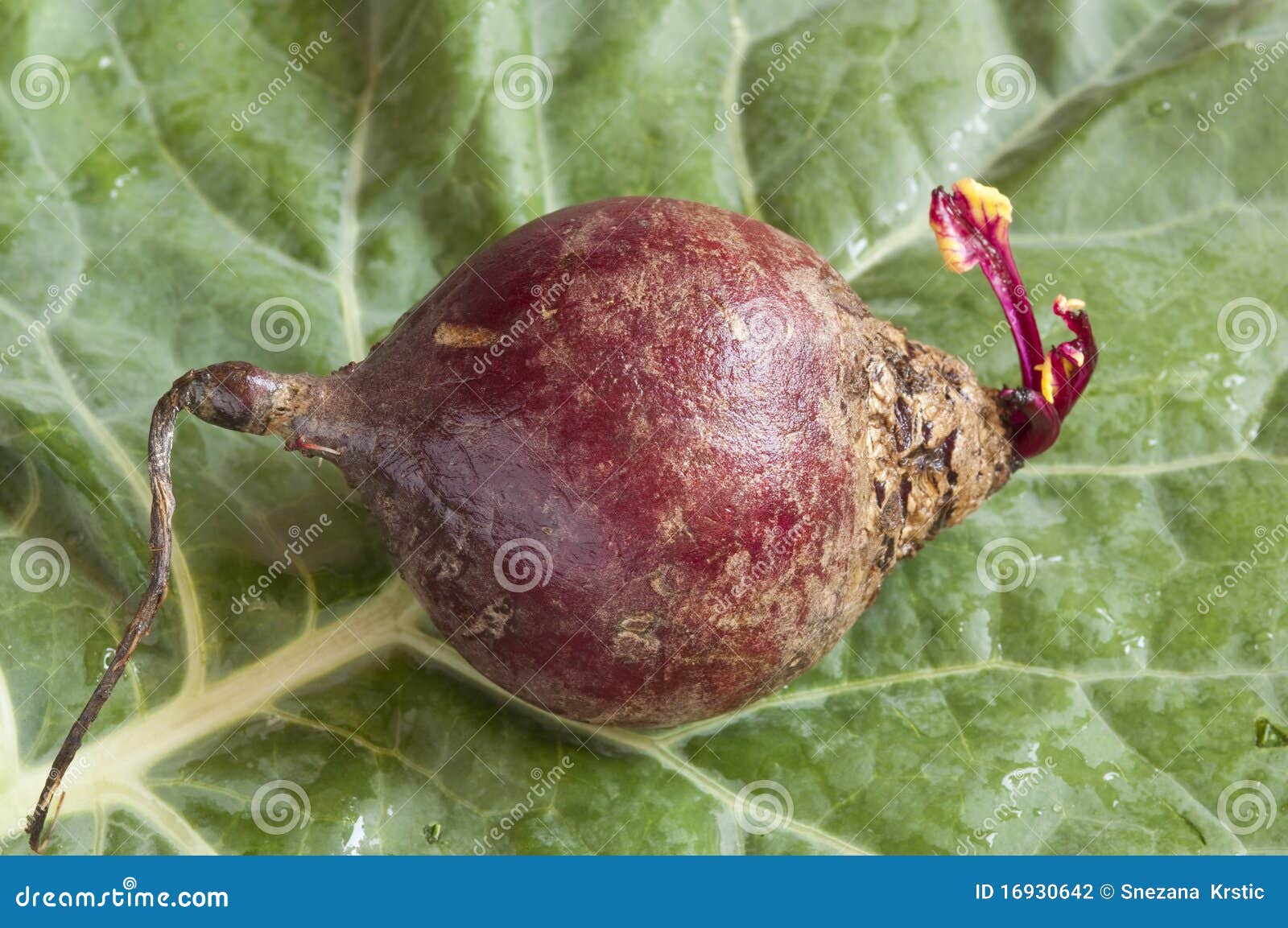 Beet root stock photo. Image of food, cleaned, beetroot - 16930642