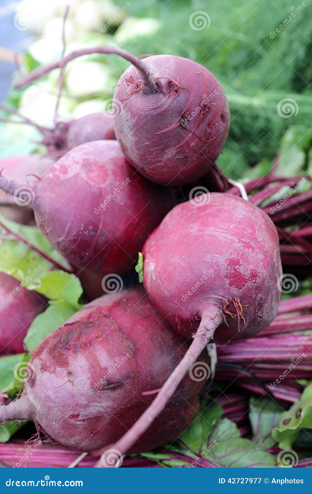Beet root stock image. Image of ingredient, root, leaf - 42727977
