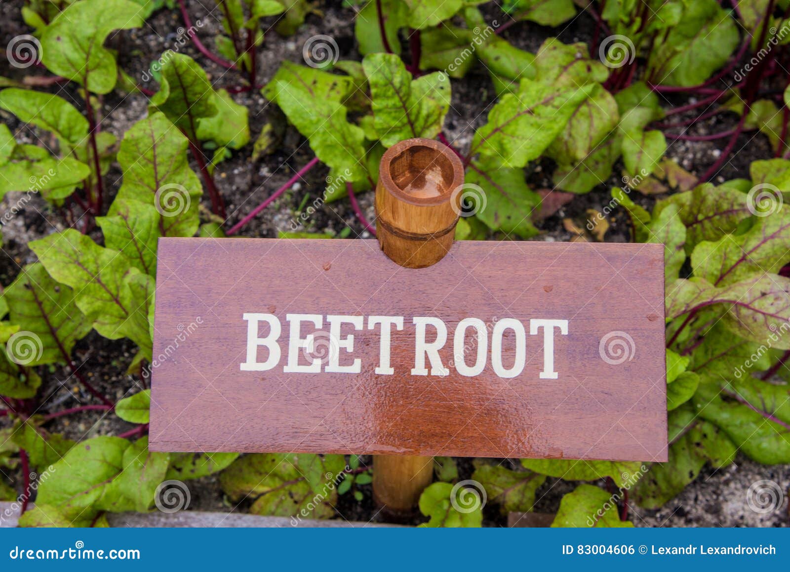 Beet root in the garden stock photo. Image of beet, amazing - 83004606
