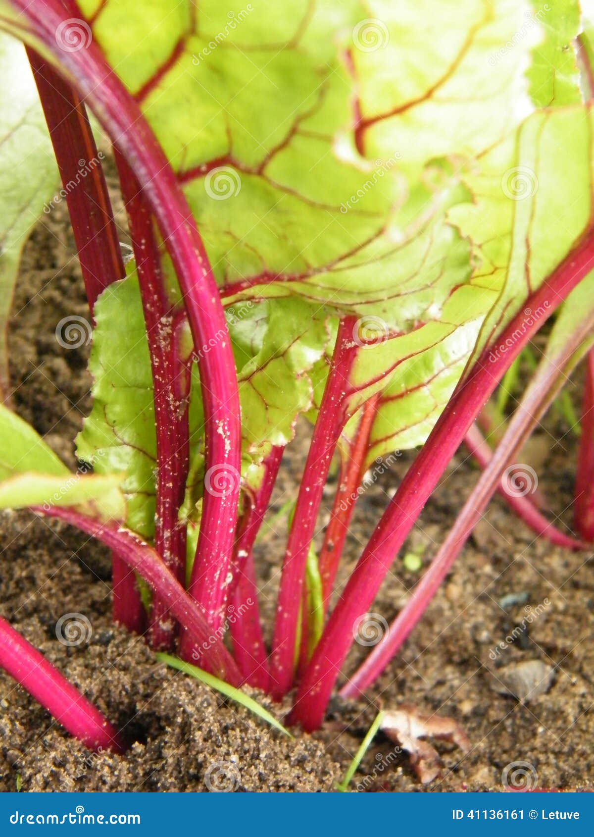 Beet root in the garden stock image. Image of growing - 41136161