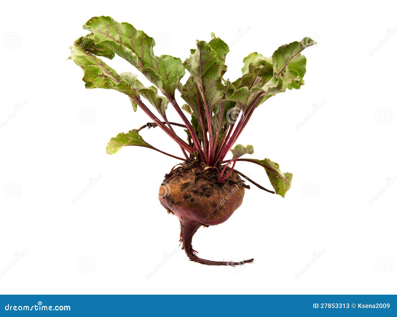 Beet root isolated stock image. Image of leaf, products - 27853313