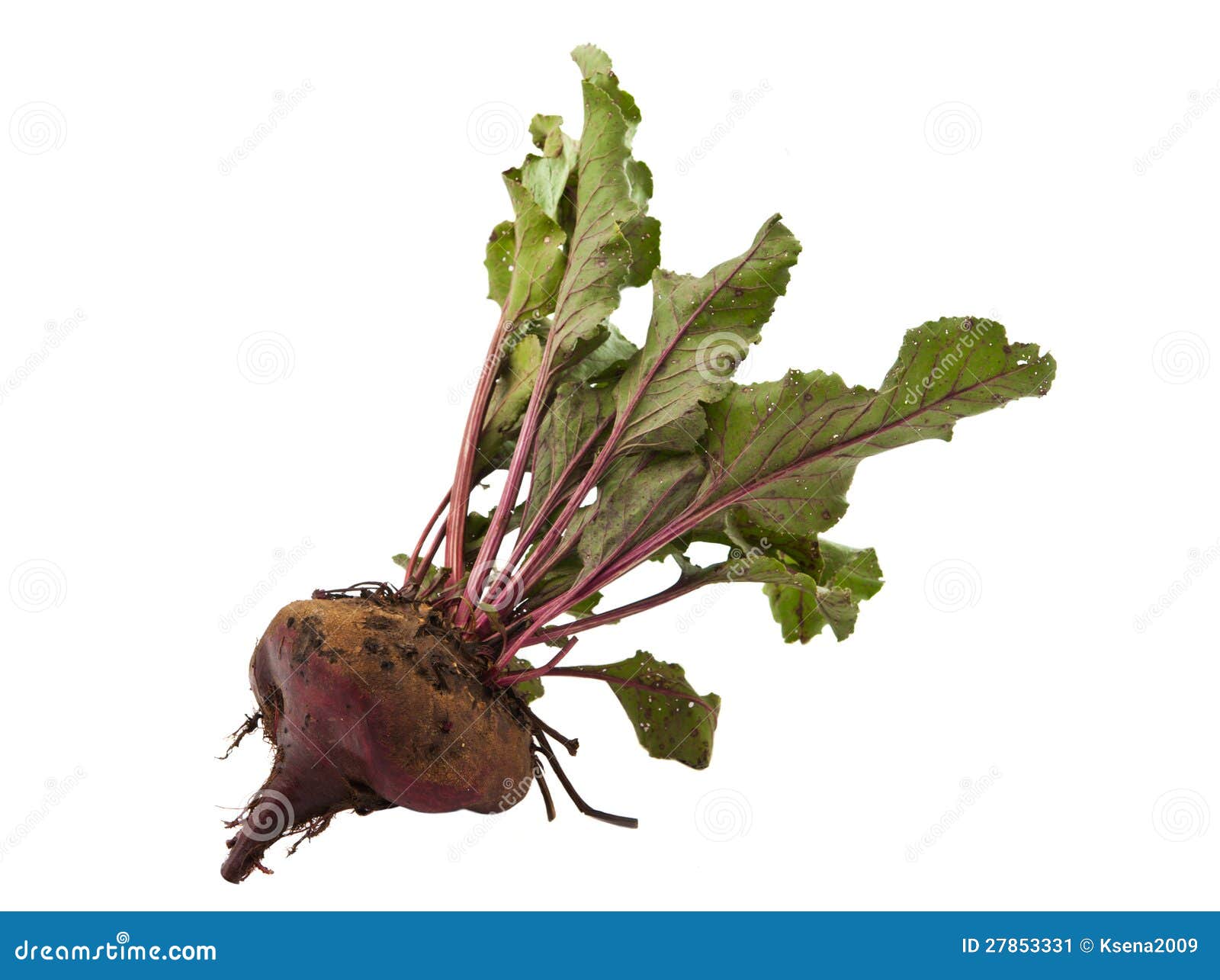 Beet root isolated stock image. Image of purple, healthy - 27853331