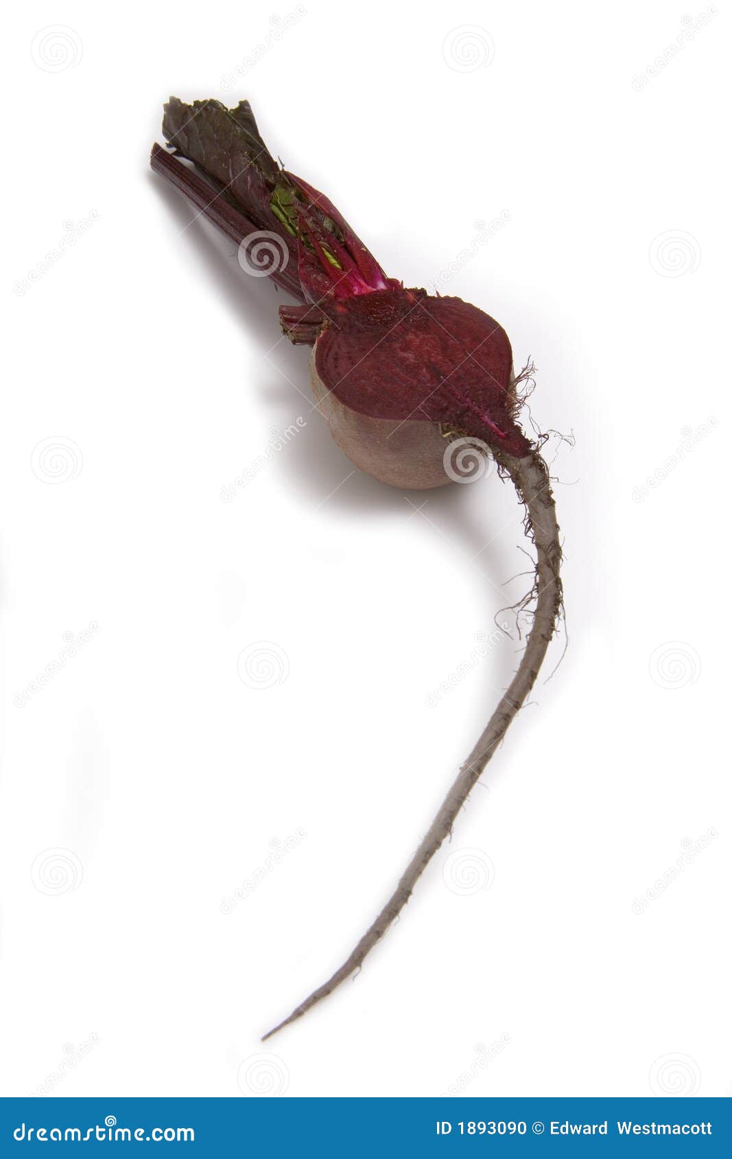 Beet root vegetable stock photo. Image of bright, natural - 1893090