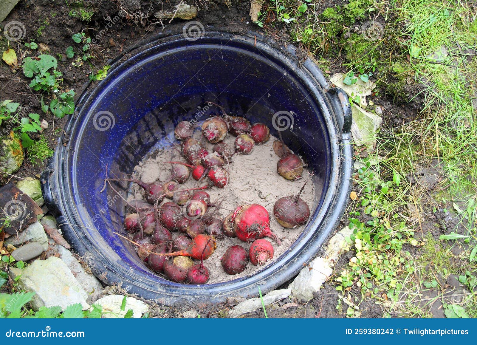 Beet Root Vegetables, in the Earth Camp Under Sand Stock Photo - Image ...