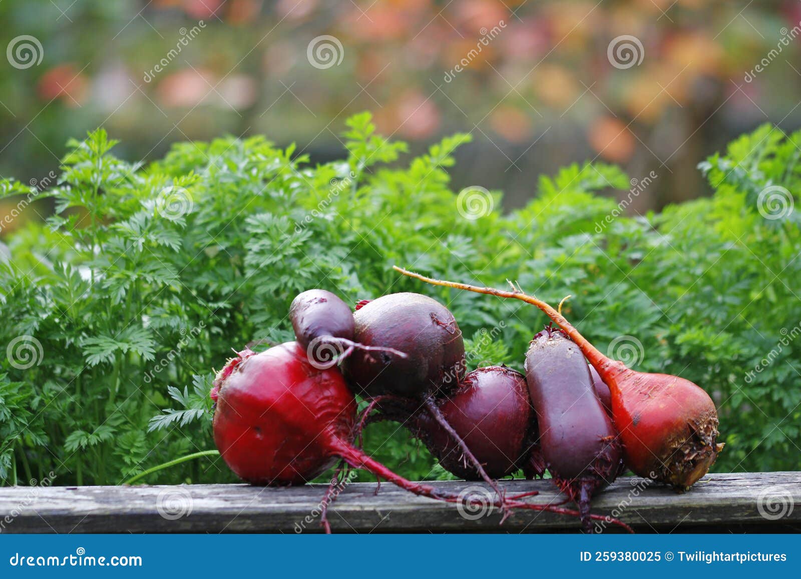 Beet Root Vegetables, Washed for Further Processing Stock Image - Image ...